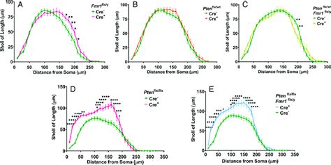 Pten Ko And Ptenfmr1 Dko Increased Dendritic Arborization Of Granule