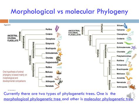 SOLUTION Lecture 14 Morphological Vs Molecular Phylogeny Studypool