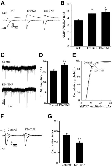 An Adaptive Role Of Tnf In The Regulation Of Striatal Synapses