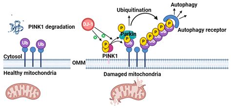 Cells Free Full Text Pathogenesis Of DJ 1 PARK7 Mediated Parkinsons Disease