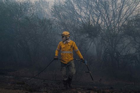 Los Incendios Forestales Afectan 17 Millones De Hectáreas De Bosques