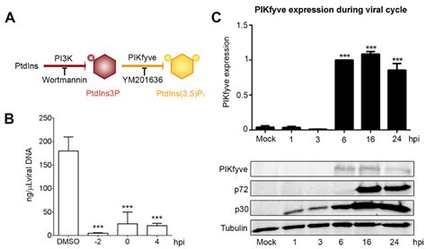 Phosphoinositide Interconversion Is Relevant For Asfv Infection A