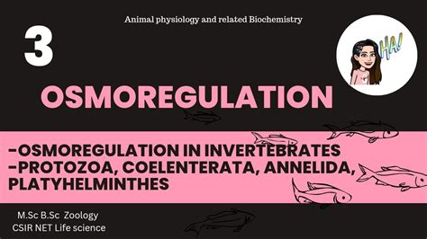 3 Osmoregulation In Invertebrates Protozoa Coelenterata Annelida