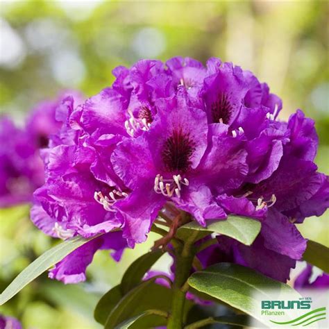 Rhododendron 'Rasputin' von Bruns Pflanzen