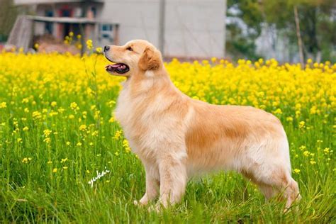70「生肖狗」近日家裏將有怪事發生？可要當心了！不跟你開玩笑 每日頭條