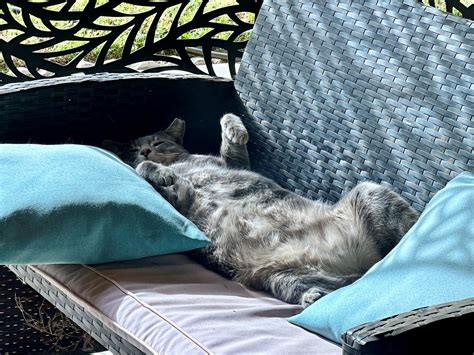 Lazy Gray Kitty R Greybies