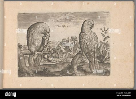 Two Parrots In A Landscape Adriaen Collaert 1570 1600 Print Two
