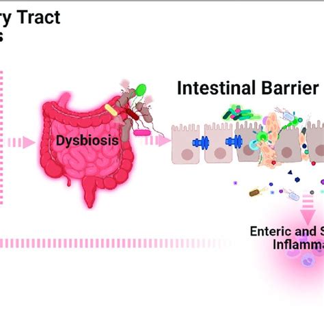 A Schematic Illustration Of The Cross Talk Between Intestinal Barrier
