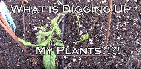 Youtube Whats Digging Up My Plants Gardenerd