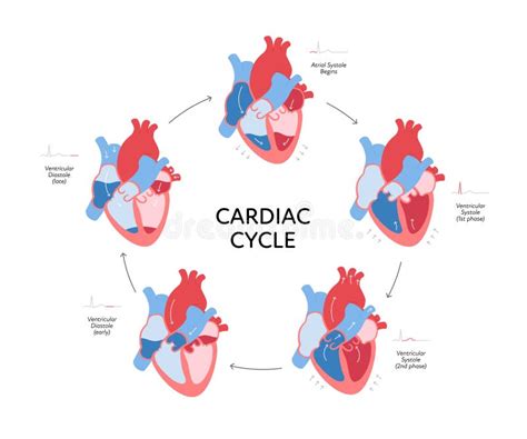 Cardiac Cycle Phases Diagram