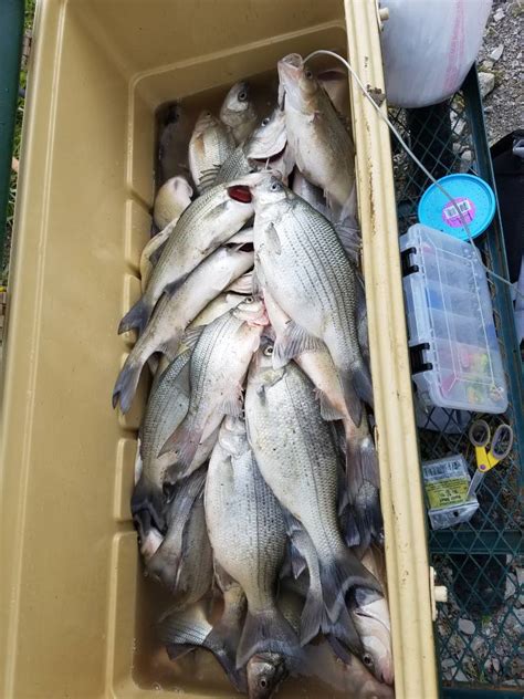 Maumee River White Bass Run Ohio Game Fishing
