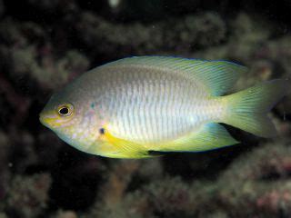 魚種一覧