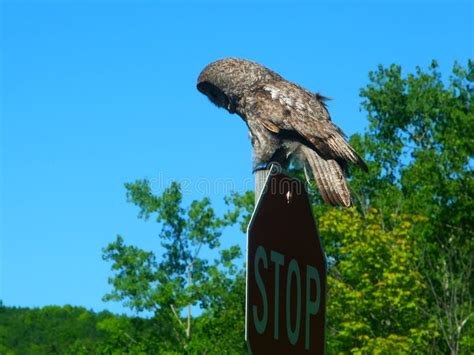 Great Gray Owl Wisconsin Wildlife Stock Image Image Of Natural