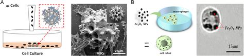 Fabrication Of Magnetic Microrobots By Assembly Deng 2024