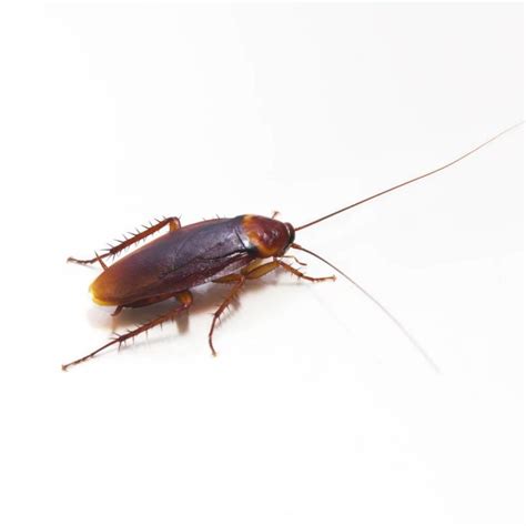 Cockroach Allergy Causes Symptoms Diagnosis And Prevention Yorktest Us