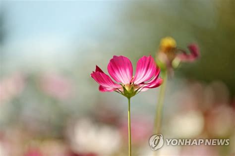 가을 알리는 코스모스 연합뉴스