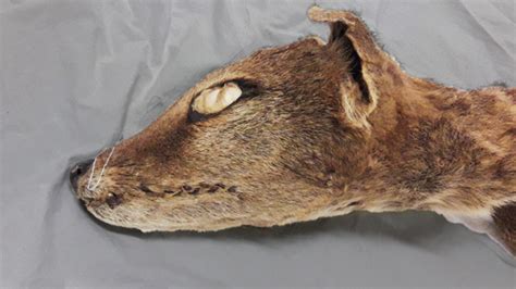 Rna Recovered From An Extinct Species For The First Time