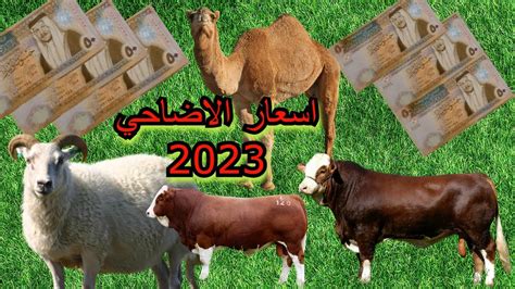 اسعار الاضاحي 2023 خروف بلدي عجل اوروبي سعر الجمل Youtube