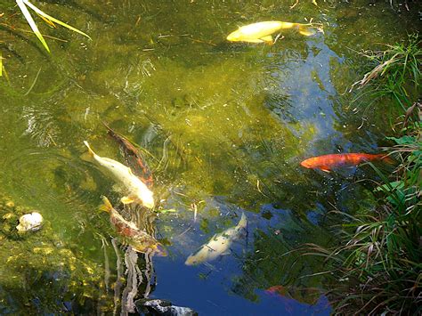 Koi Pond Wallpaper Wallpapersafari
