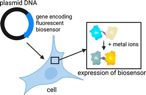 Genetically Encoded Fluorescent Sensors For Metals In Biology Pmc