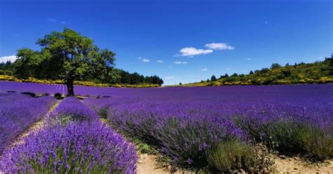 Lavanda Miti E Leggende Su Questa Pianta Fu Tutta Colpa Di Fata