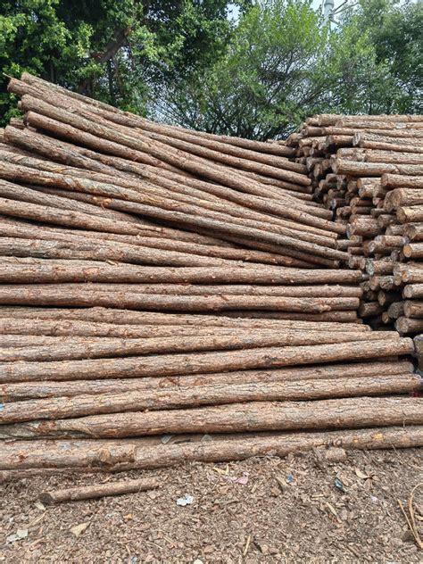 松木桩4米防汛木桩打桩木松木桩2到12米松柱木桩马尾松杉木桩 阿里巴巴