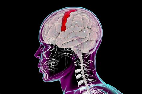 Updated Brain Map Reveals How We Control The Movement Of Our Bodies