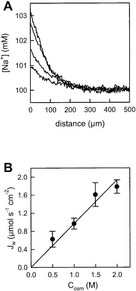 Effect Of Increasing The Osmotic Gradient On Na Concentration Profiles Download Scientific Effect Of Increasing The Osmotic Gradient On Na Concentration Profiles Download Scientific