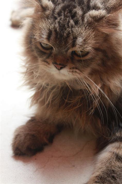 Happiness Is A Fat Tabby Grumpy Cat By Alteraltery On Deviantart