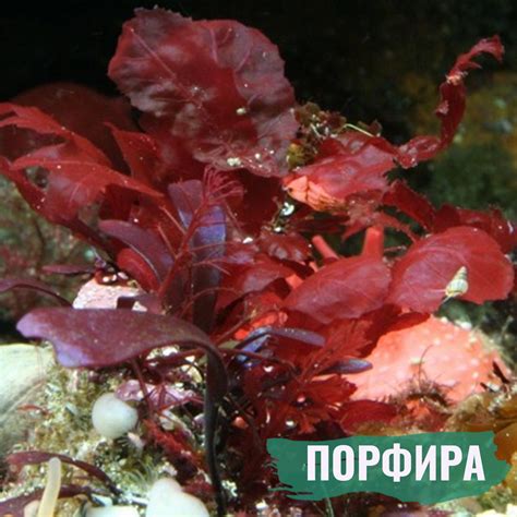 Порфира водоросль (63 фото) » НА ДАЧЕ ФОТО