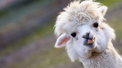 Using Llama In Fastapi Abdulhamit Celik