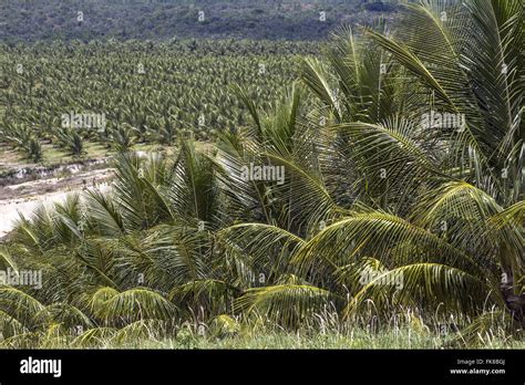Coco anao Banque de photographies et dimages à haute résolution Alamy