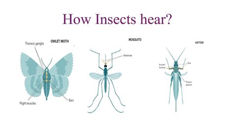 insect physiology how do insects hear youtube