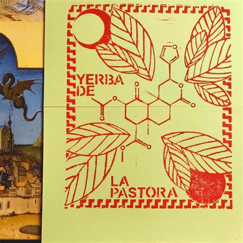 Buy Salvia Divinorum Extract From Malaysia Thailand And Indonesia N