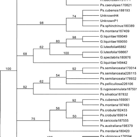 Phylogenetic Tree Constructed Using The Neighbour Joining Distance Download Scientific Diagram