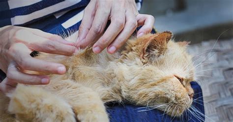 Can A House Become Infested With Ticks