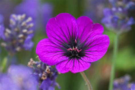 Geranium Anne Thomson Ballyrobert Gardens