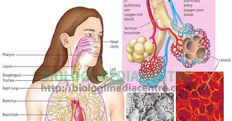 Gambar Organ Respirasi Price 9