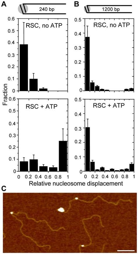 Quantification Of Remodeled Nucleosome Position The Nucleosome Download Scientific Diagram
