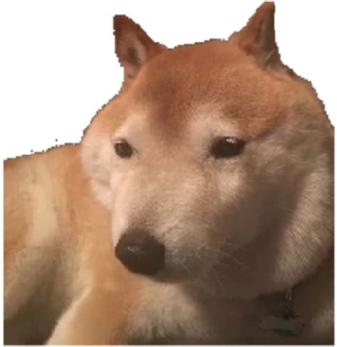 Shiber Surreal Memes Wiki Fandom