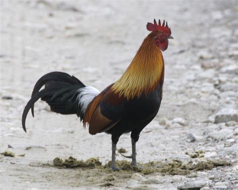 File Gallus Gallus Male Kaziranga 1  Wikimedia Commons