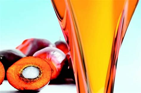 Чем уникально красное пальмовое масло? Польза и вред продукта