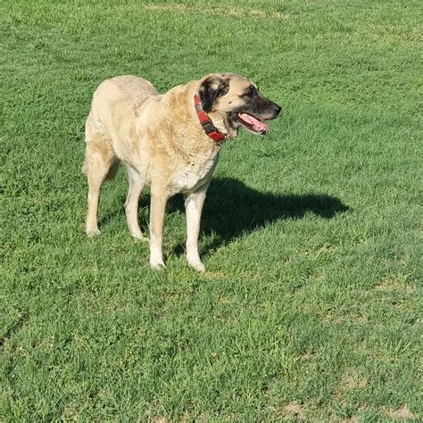 The Anatolian Shepherd Vs Kangal” Never Ending Dilemma