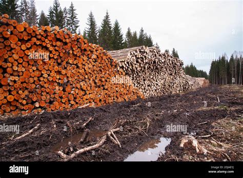 Freshly Cut And Piled Lumber As A Raw Material Resource For Wood Industry In Estonia Stock Photo
