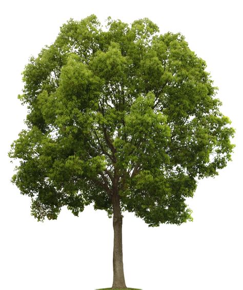 Tree Photoshop Watercolor Trees Tree Textures Architecture Graphics