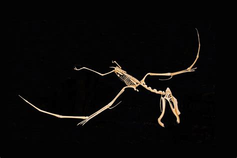 What Did Pterosaurs Eat Look Very Closely At Their Teeth Wired