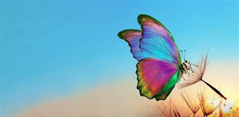 metáfora de la mariposa