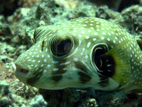Pufferfish OCEAN TREASURES Memorial Library