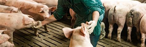 Schweinemast Jeiler Jeiler