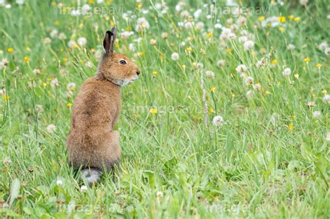 【夏のエゾユキウサギ】の画像素材50306150 写真素材ならイメージナビ